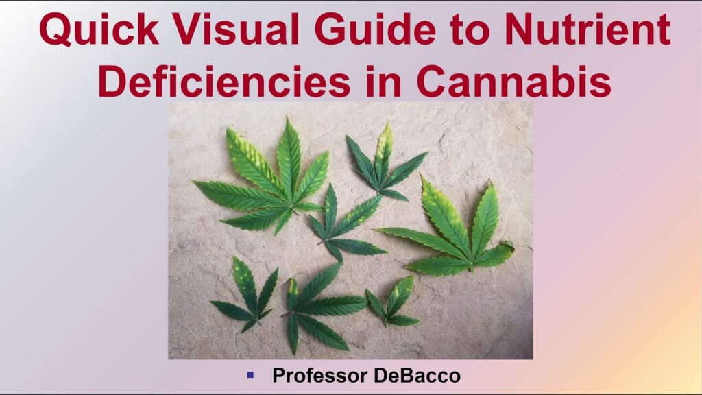 Quick Visual Guide to Nutrient Deficiencies in Cannabis | TopHempInfo.com