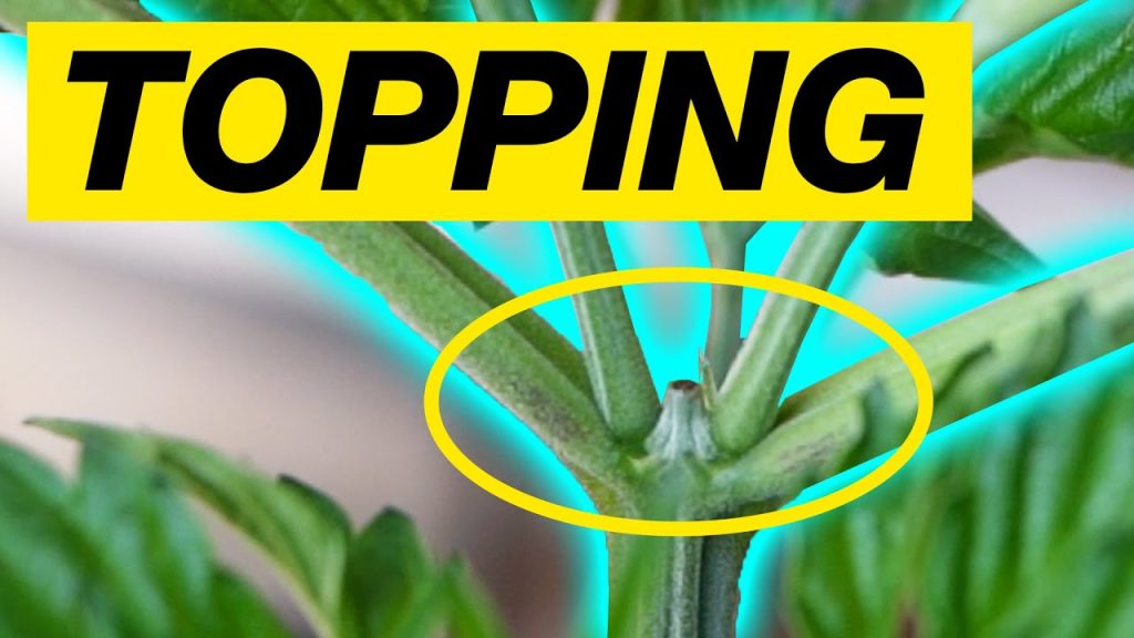 HOW TO TOP A CANNABIS PLANT – TOPPING WEED PLANT GUIDE | TopHempInfo.com