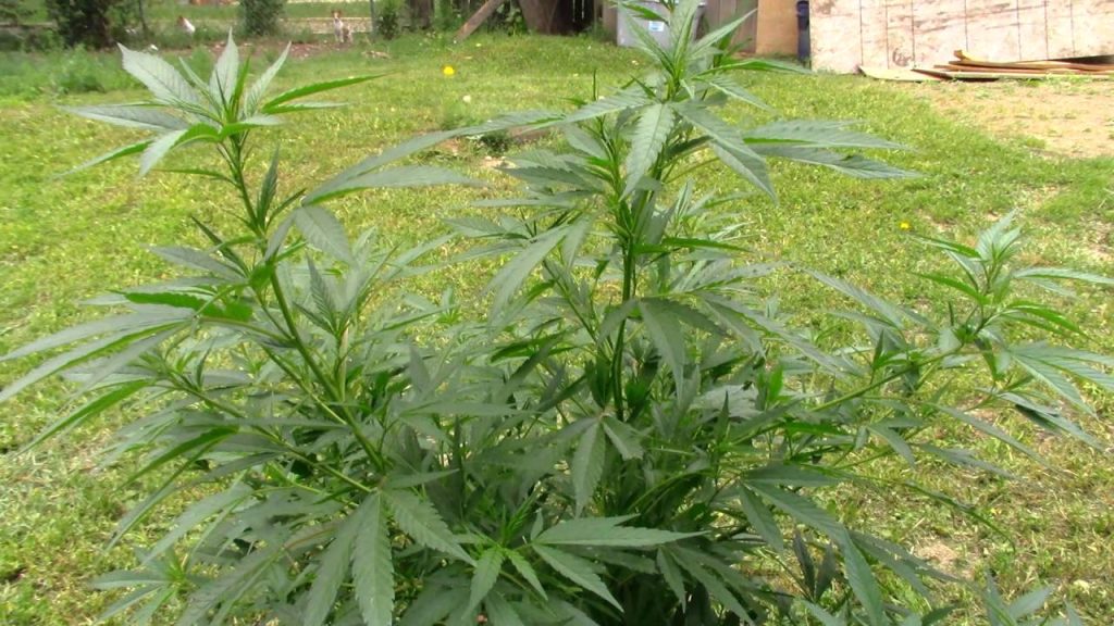 How to grow in ground cannabis plants. (Clay Soil) | TopHempInfo.com