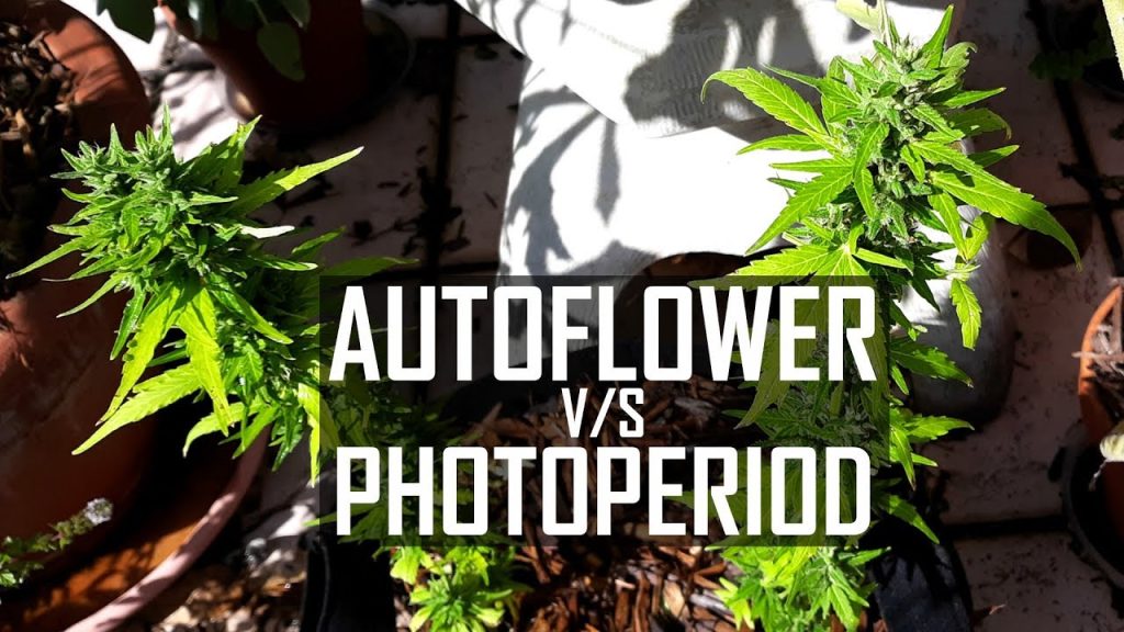 Seeds, Soil & Sun: How to Grow Cannabis (#4 Autoflower vs. Photo-period ...