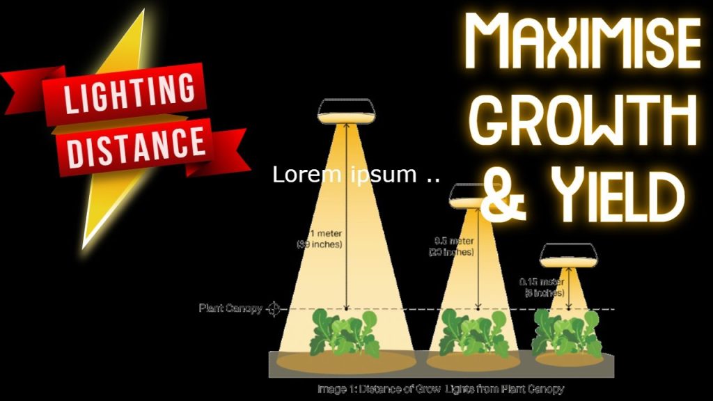 How to – Grow Light DISTANCE & INTENSITY for EXPLOSIVE GROWTH, HEALTHY ...